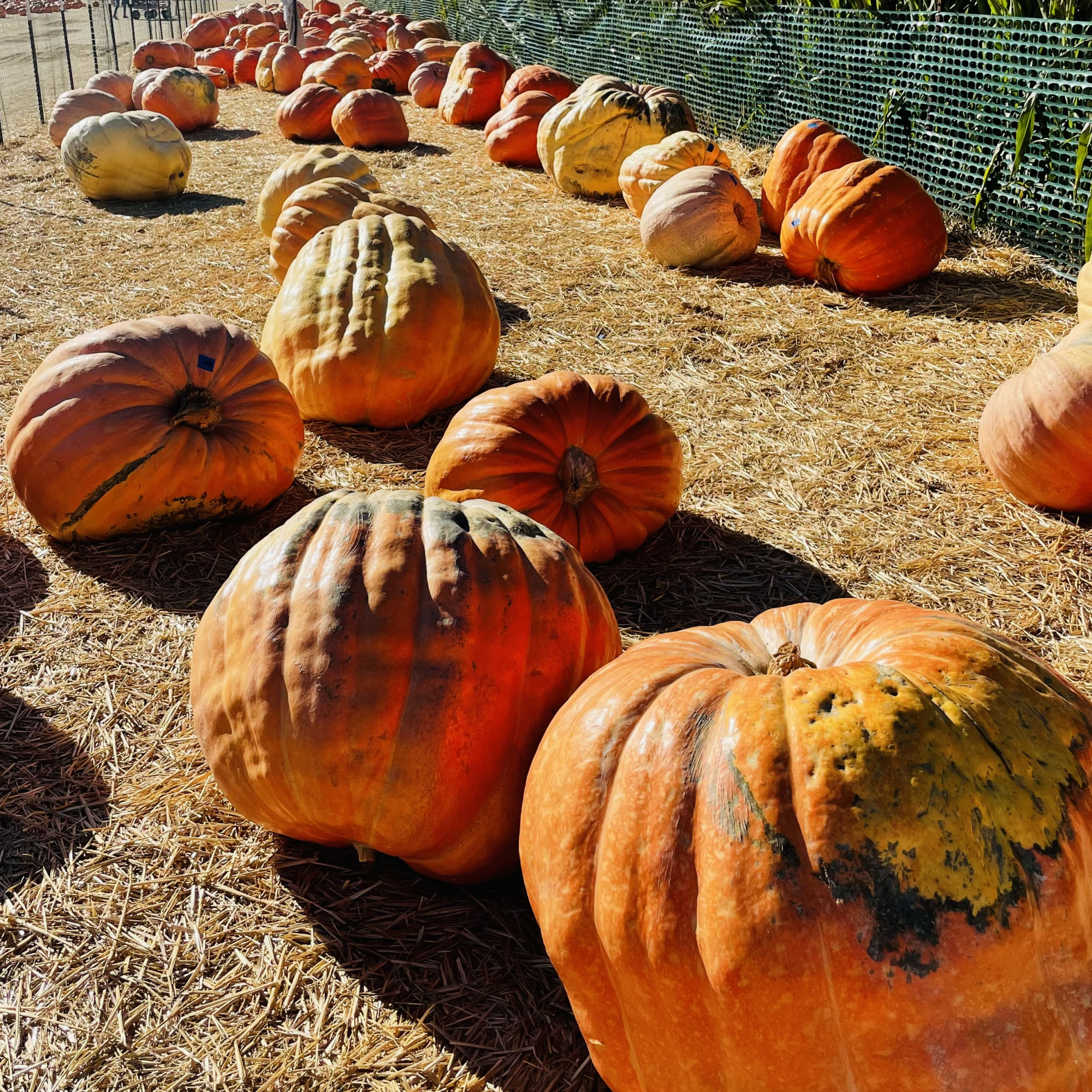 Celebrity pumpkin patch: the farm the famous flock to every Fall ...