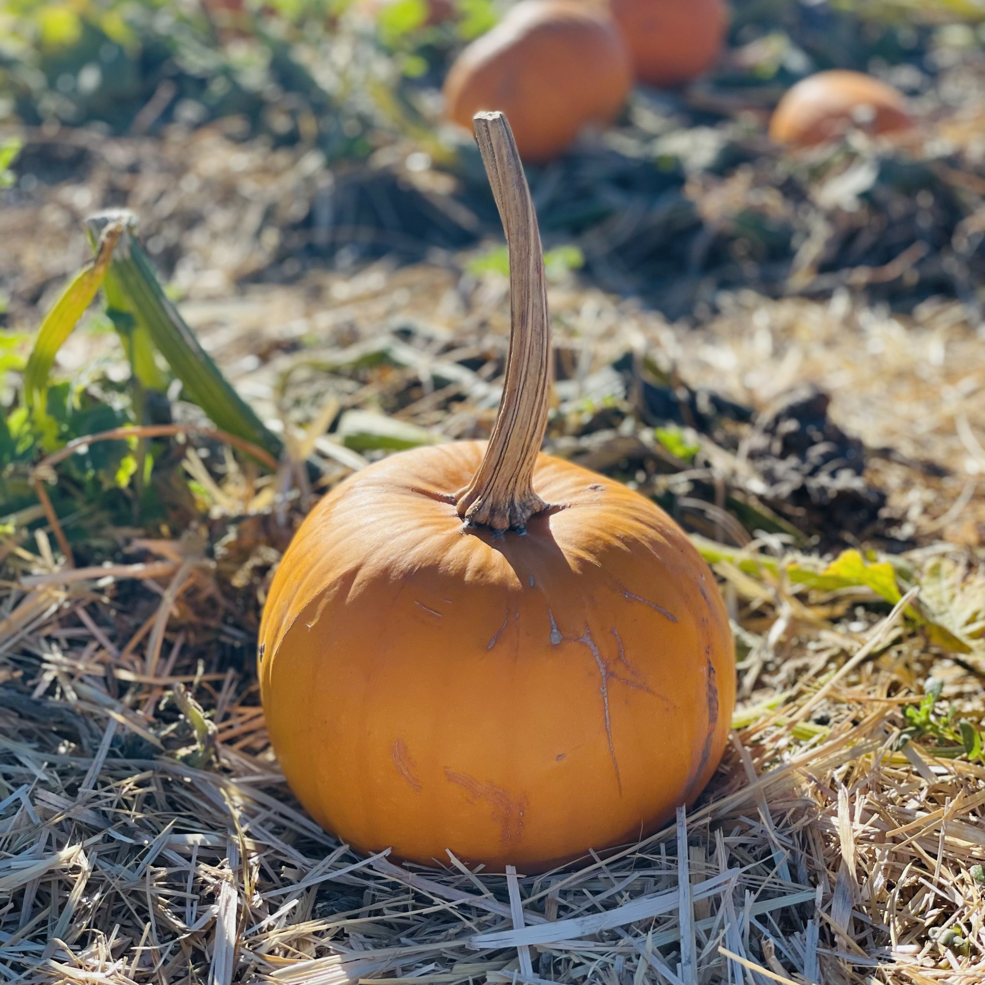 Celebrity pumpkin patch: the farm the famous flock to every Fall ...